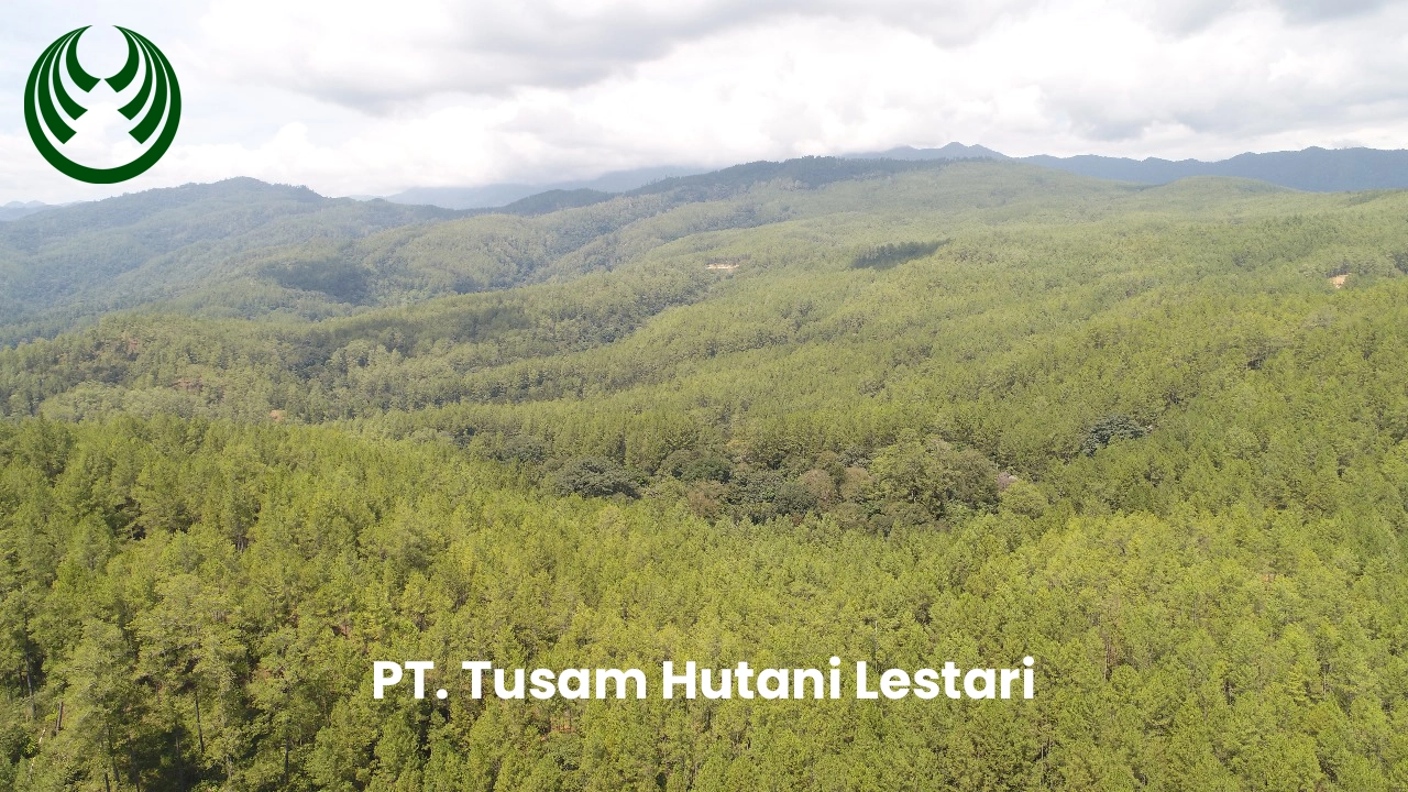 Profil Perusahaan PT. Tusam Hutani Lestari